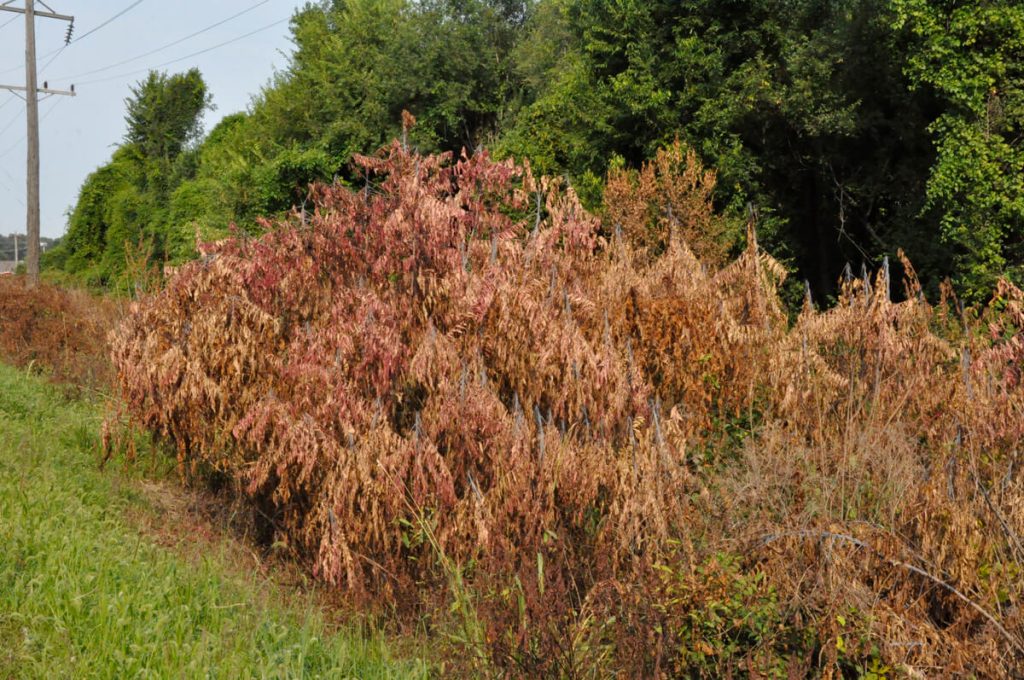 Integrated Vegetation Management I Lanracorp, Inc.